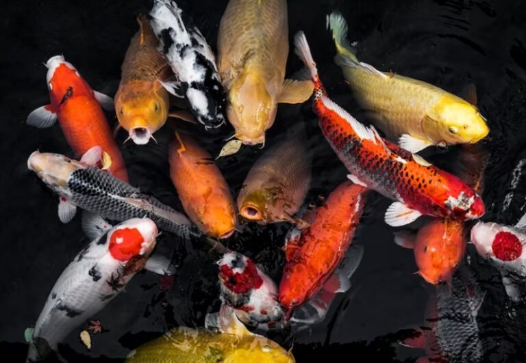 Carpa Koi - Características e Lucratividade na Criação