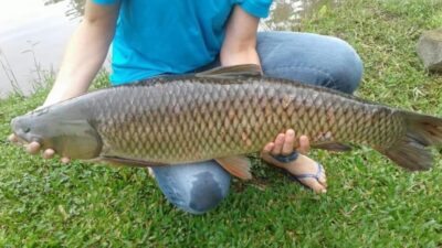 O que é Carpa Capim e quais as Características da Espécie