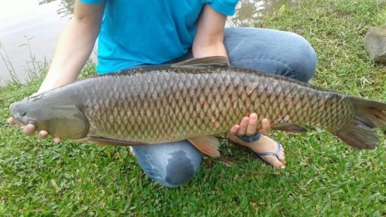 O que é Carpa Capim e quais as Características da Espécie