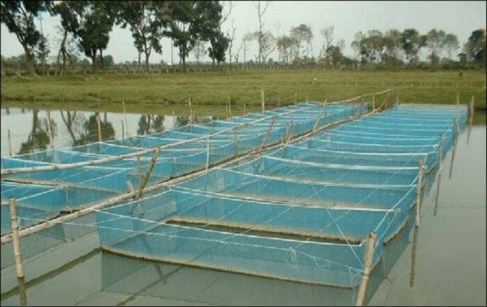 Sistema de Criação de Peixes em Hapas - Aquaponia Urbana