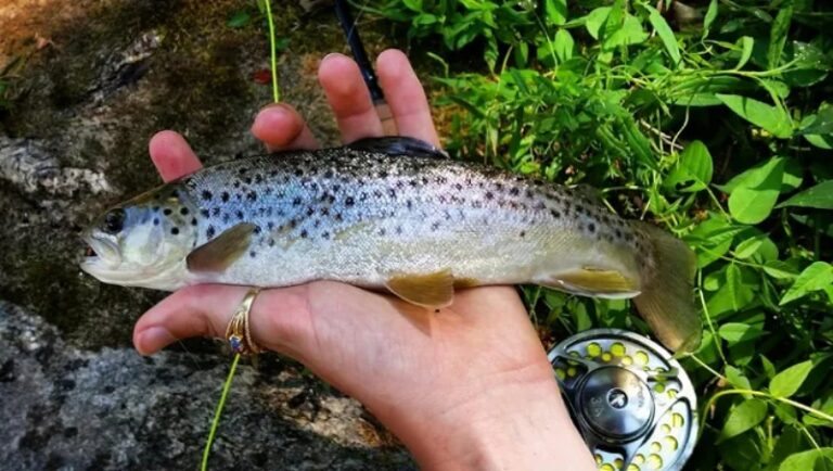 O que é o Peixe Tambatinga e Dicas de Criação em Cativeiro