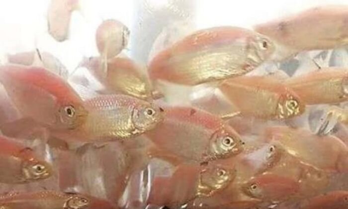 Lambari Rosa - Criação e Comercialização