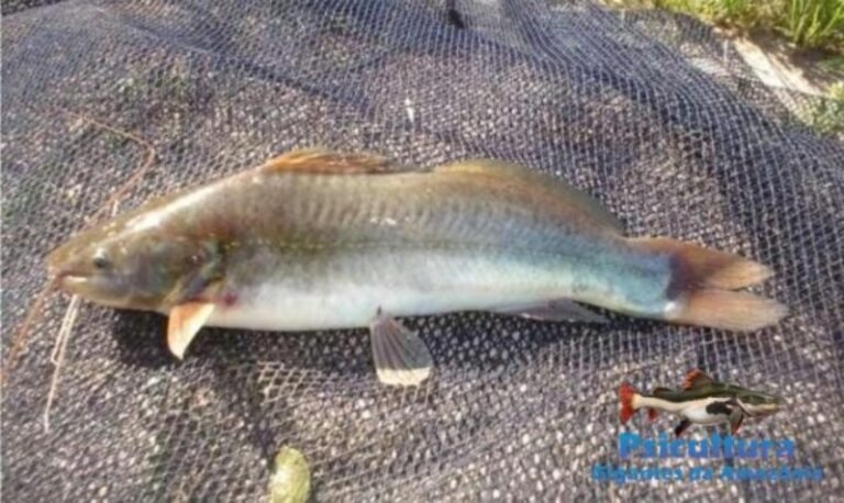O que é o Peixe Tambatinga e Dicas de Criação em Cativeiro