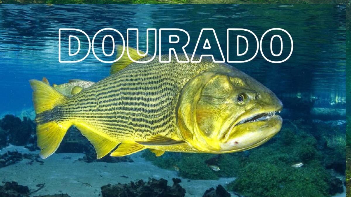 Peixe Panga - Características e Dicas de Criação