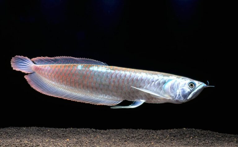 O que é o Peixe Tambatinga e Dicas de Criação em Cativeiro