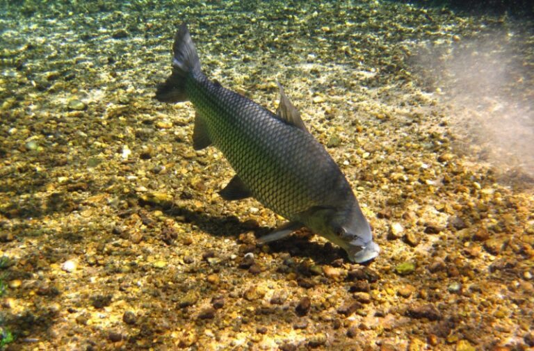 O que é o Peixe Tambatinga e Dicas de Criação em Cativeiro