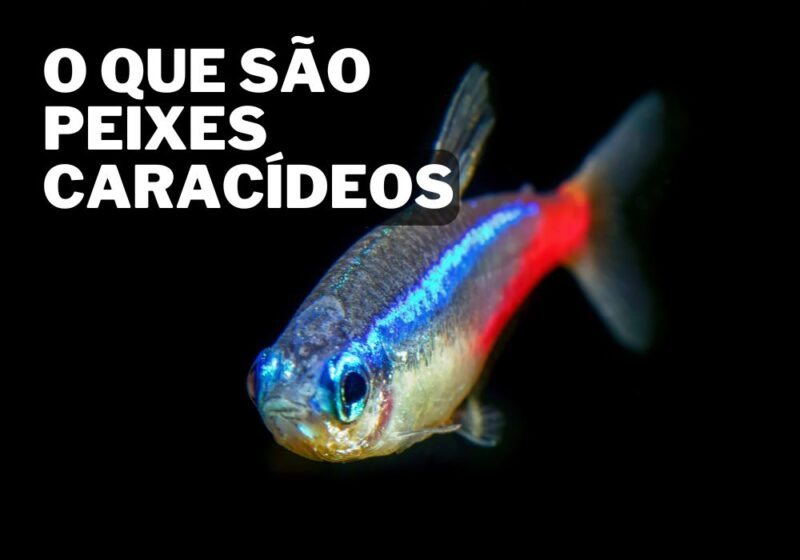 O que são Peixes Caracídeos e Quais Peixes são desta Família