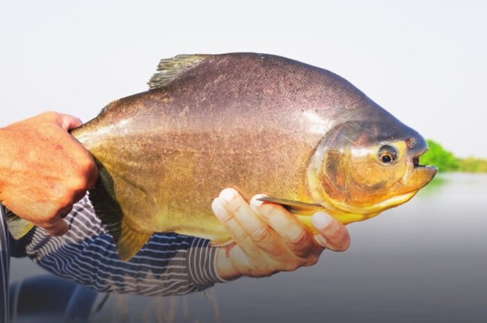 Pacu Borracha - Características e Dicas de Criação