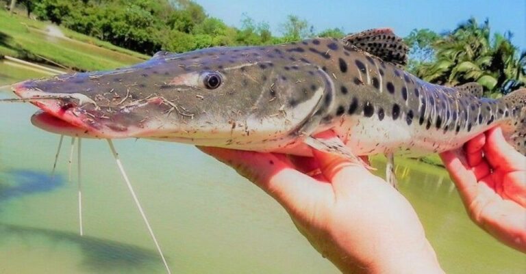 O que é o Peixe Tambatinga e Dicas de Criação em Cativeiro