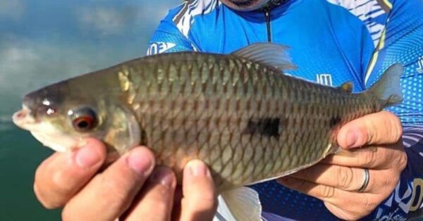 Piau - Criação em Cativeiro, Comercialização e Receita