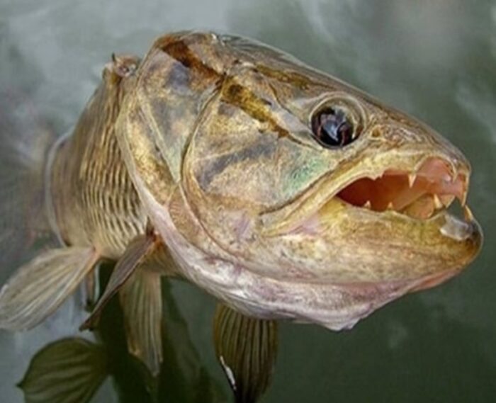 O que é o Peixe Tambatinga e Dicas de Criação em Cativeiro