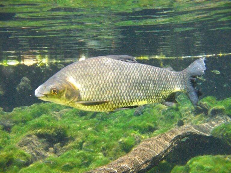 Peixe Curimatã, Criação, Características e Comercialização