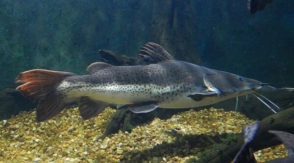 O que é o Peixe Tambatinga e Dicas de Criação em Cativeiro