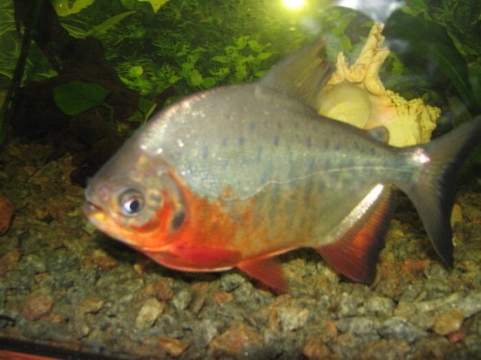 O que é o Pirapitinga e Dicas de Criação em Cativeiro