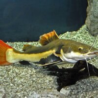 Peixe Panga - Características e Dicas de Criação