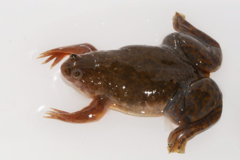 Rã Xenopus - O que é e Criação como Animal de Estimação